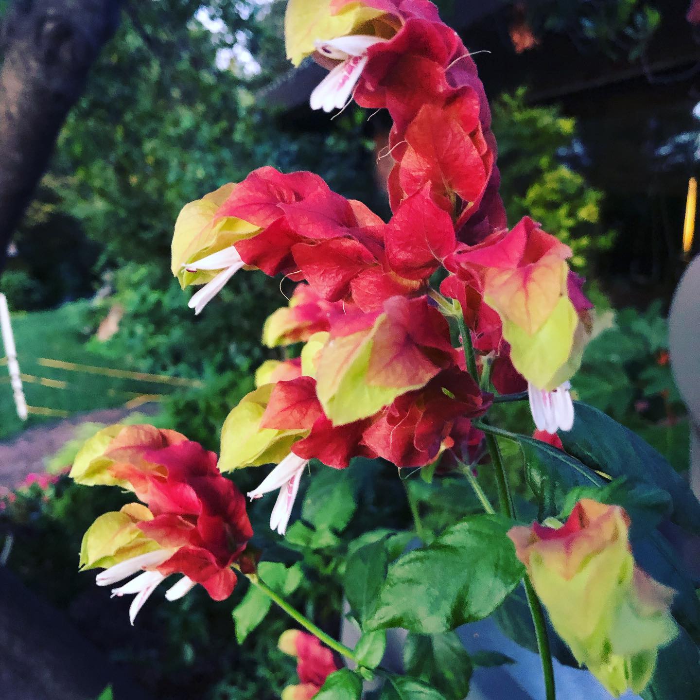 HIGH-HAND NURSERY - Loomis CA - Hours, Directions, Reviews - Loc8NearMe