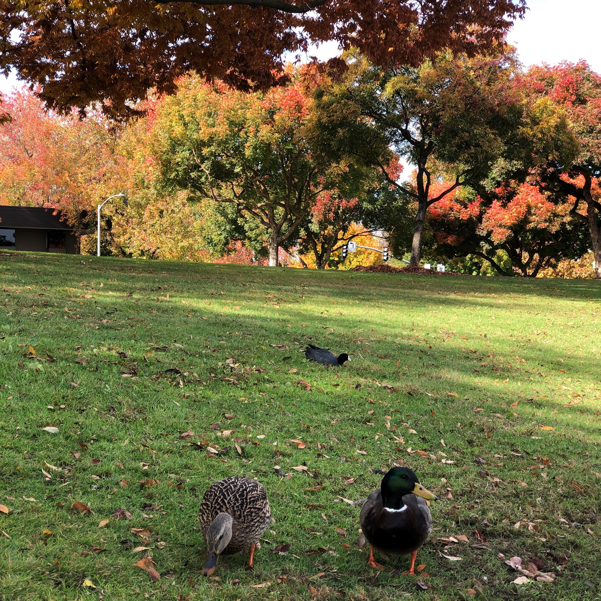 SUNNYVALE COMMUNITY CENTER - Sunnyvale CA - Hours, Directions, Reviews ...