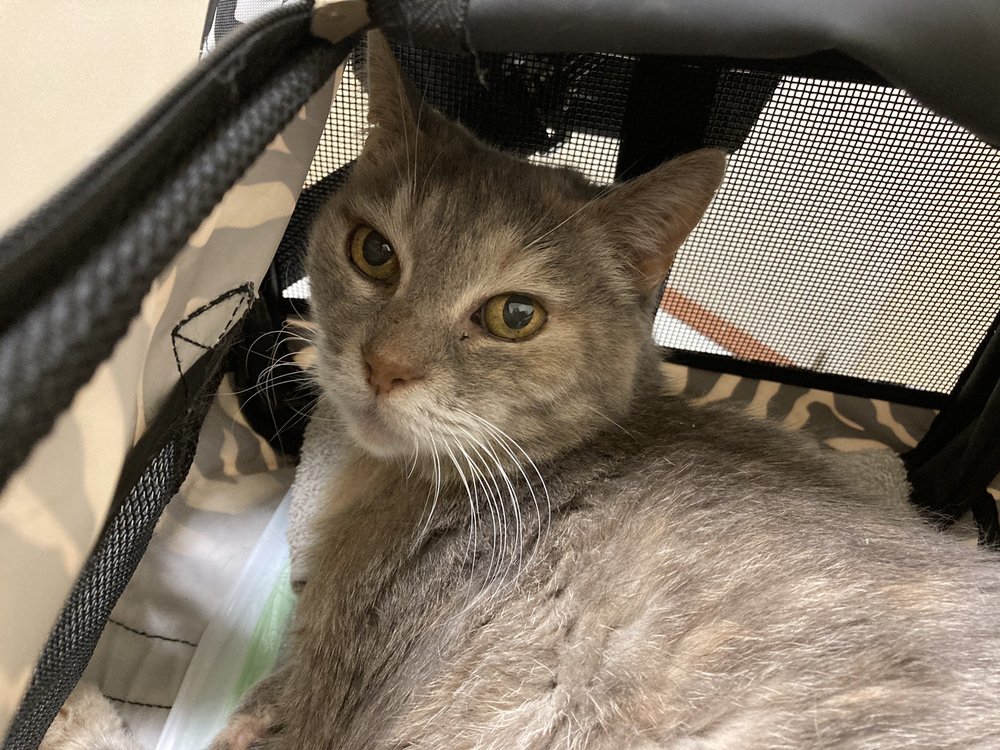 PAWS2HEALTH LLC - West Palm Beach FL - Hours, Directions, Reviews ...