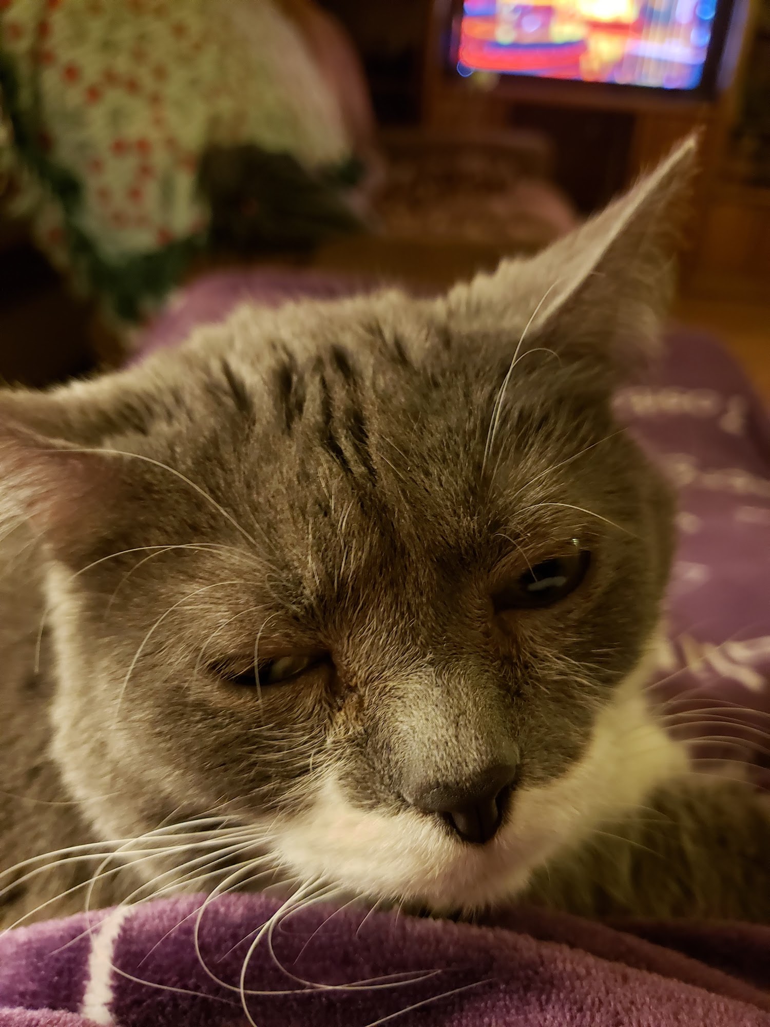 ANIMAL PROTECTIVE LEAGUE - Springfield IL - Hours, Directions, Reviews ...