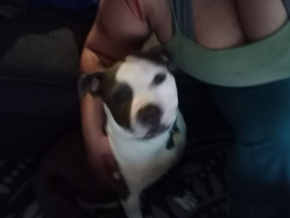 INDYHUMANE DOWNTOWN CLINIC - Indianapolis IN - Hours, Directions, Reviews - Loc8NearMe