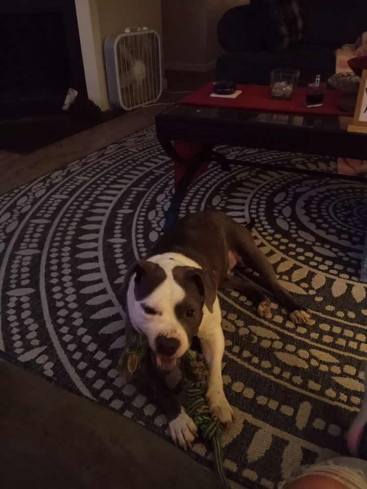 INDYHUMANE DOWNTOWN CLINIC - Indianapolis IN - Hours, Directions, Reviews - Loc8NearMe