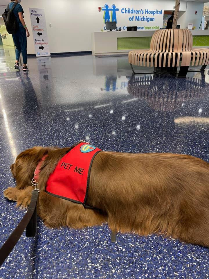 WOODHAVEN ANIMAL HOSPITAL - Woodhaven MI - Hours, Directions, Reviews ...