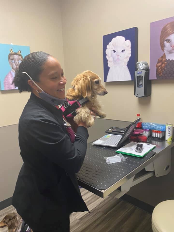 WOODHAVEN ANIMAL HOSPITAL - Woodhaven MI - Hours, Directions, Reviews ...