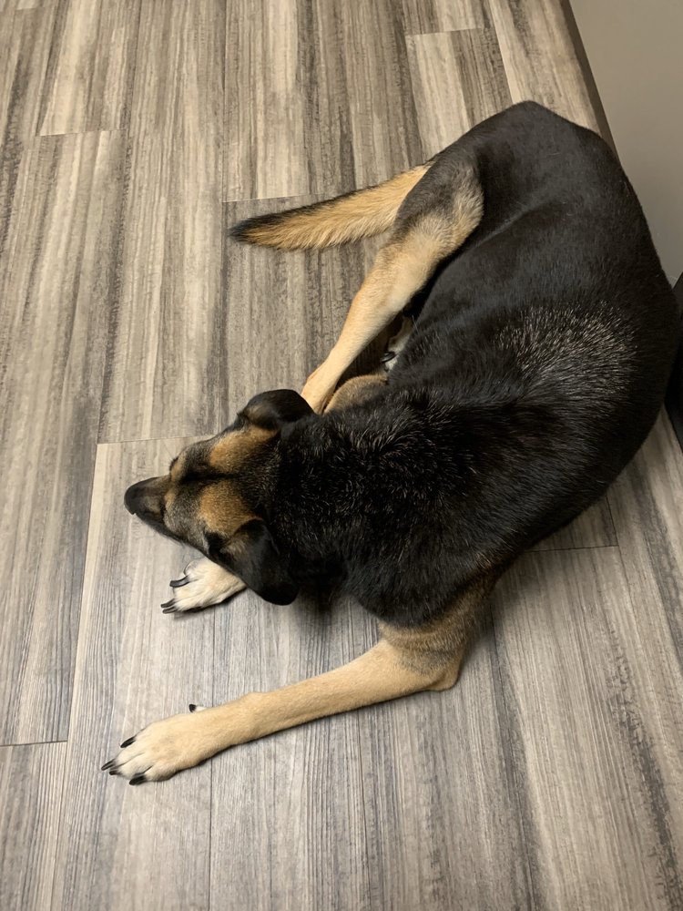 WOODHAVEN ANIMAL HOSPITAL - Woodhaven MI - Hours, Directions, Reviews ...