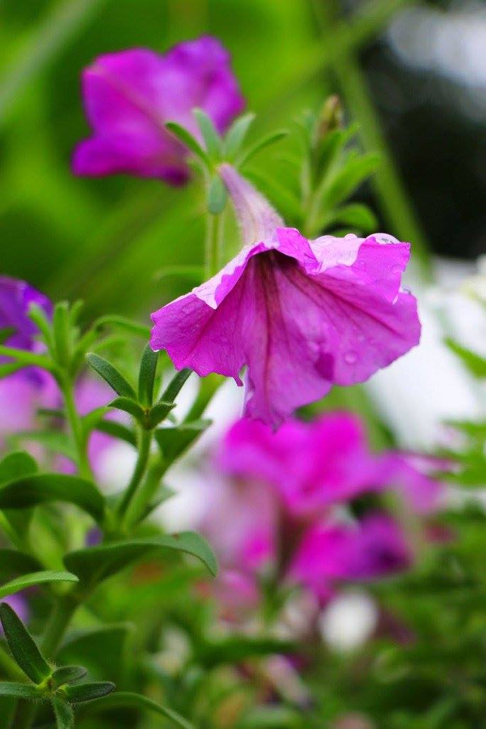 PAT'S FARMS - Merrick NY - Hours, Directions, Reviews - Loc8NearMe