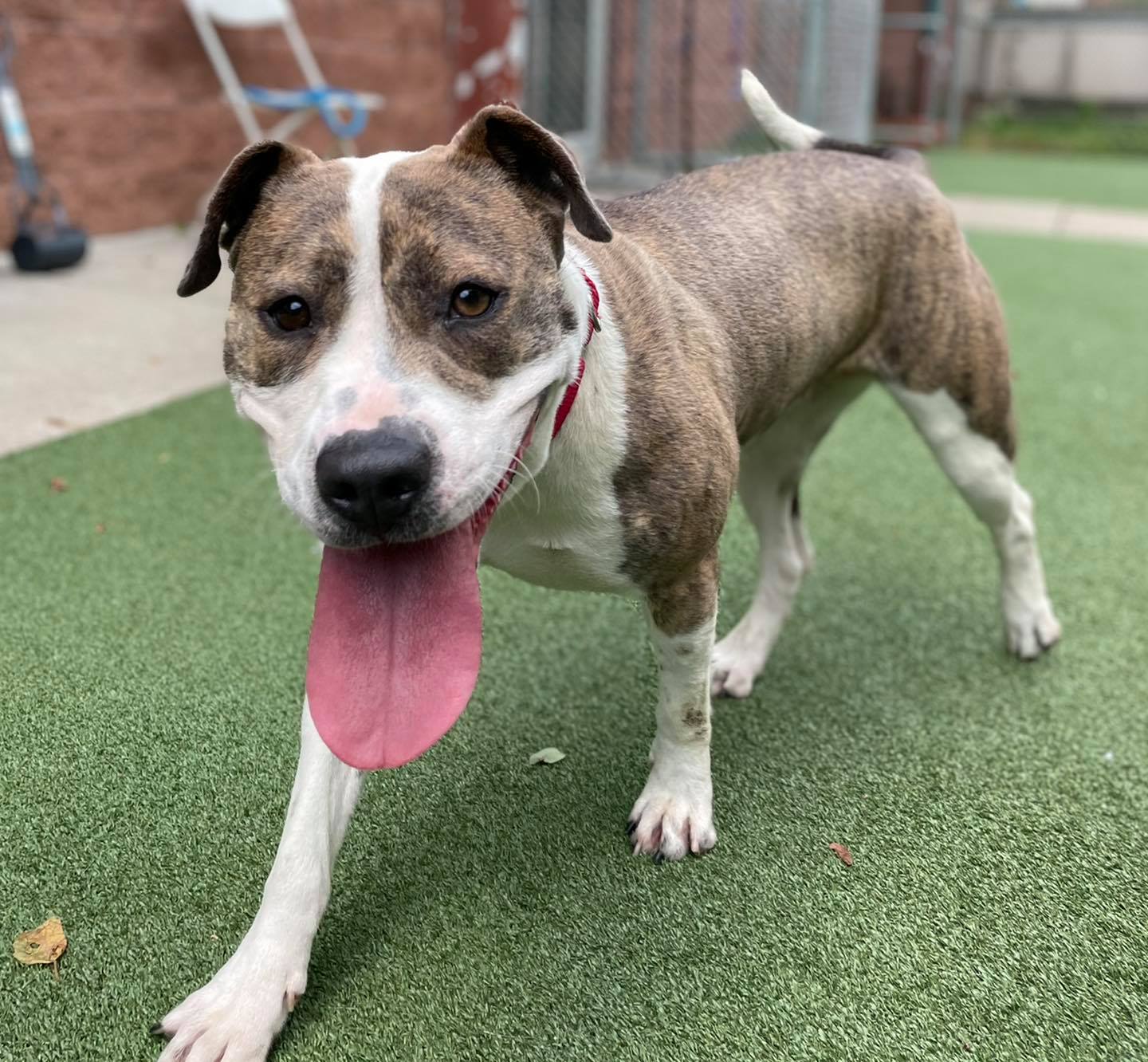 CUYAHOGA COUNTY ANIMAL SHELTER - Valley View OH - Hours, Directions ...