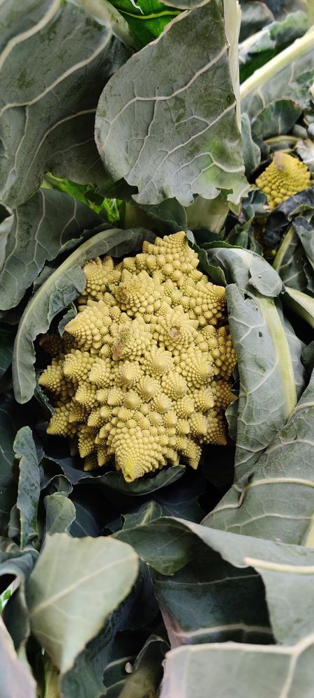 PRODUCE JUNCTION - Exton PA - Hours, Directions, Reviews - Loc8NearMe