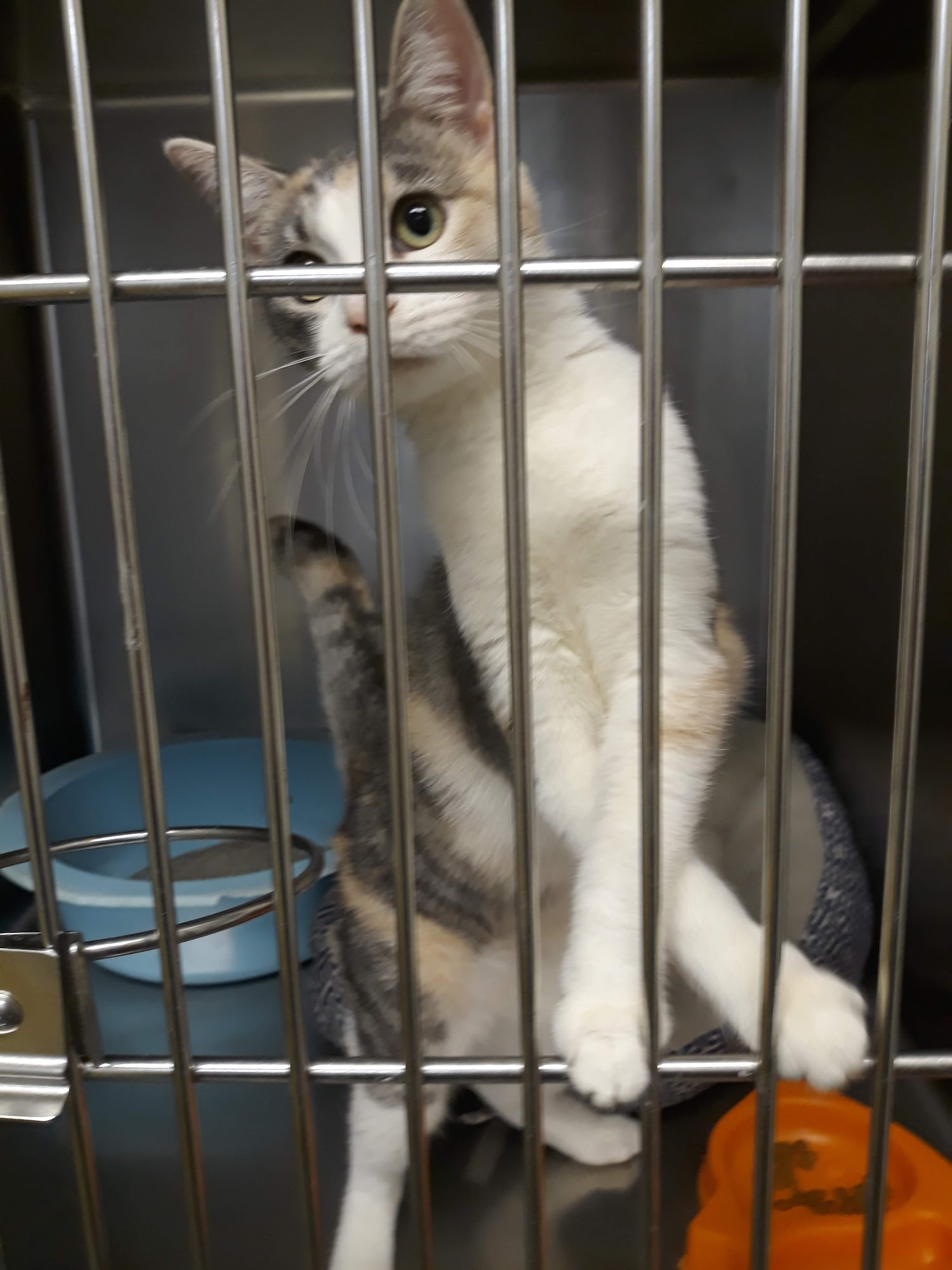 FAIRMONT PET HOSPITAL - Pasadena TX - Hours, Directions, Reviews ...