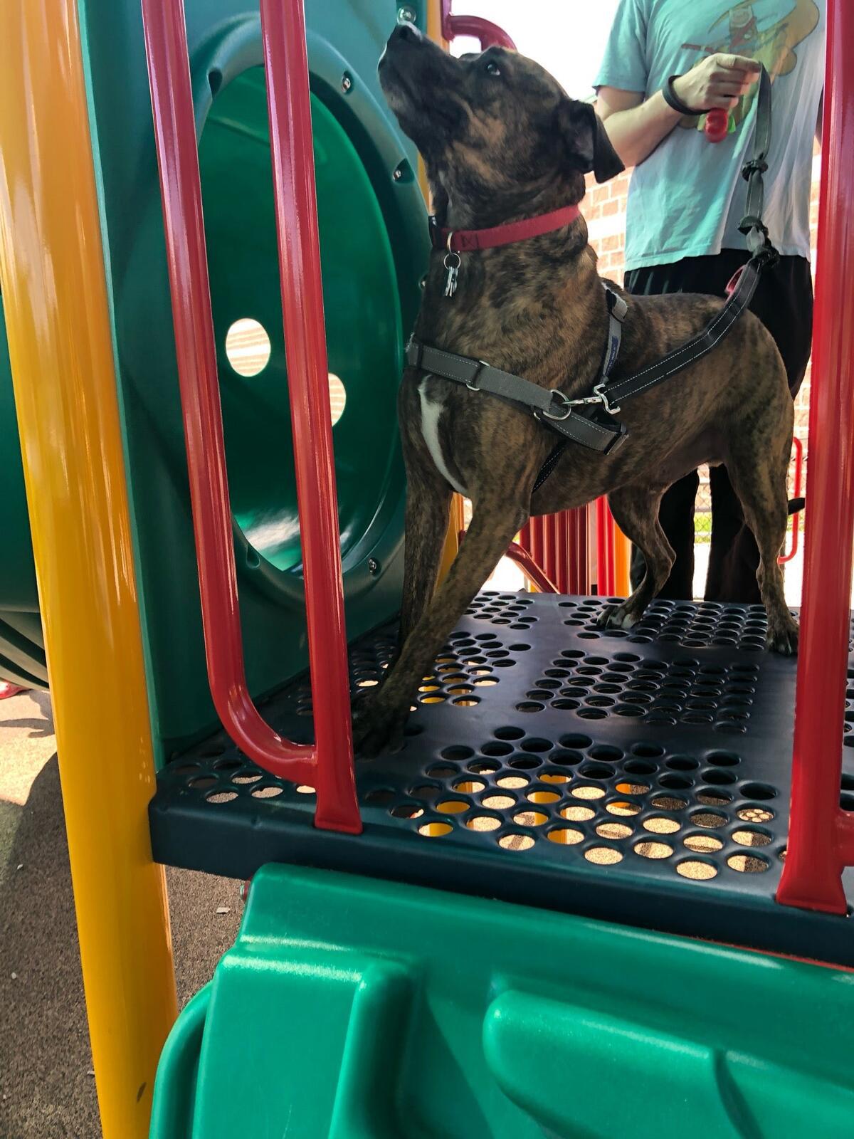 SOUTH RUN REC CENTER - Springfield VA - Hours, Directions, Reviews ...